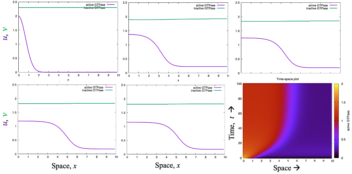 Wave-Pinning | Morpheus