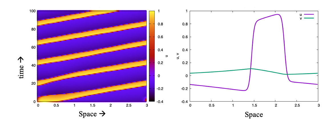 FitzHugh–Nagumo Waves | Morpheus