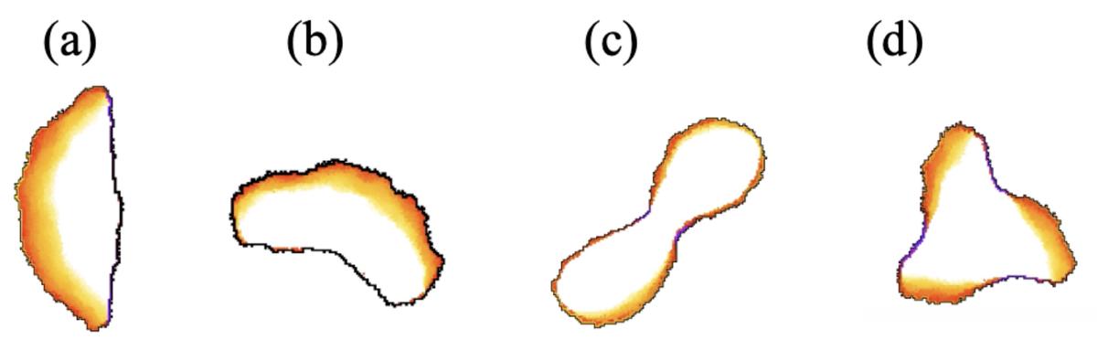 Eukaryotic Cell Motility Based on Actin Waves on the Cell Edge | Morpheus