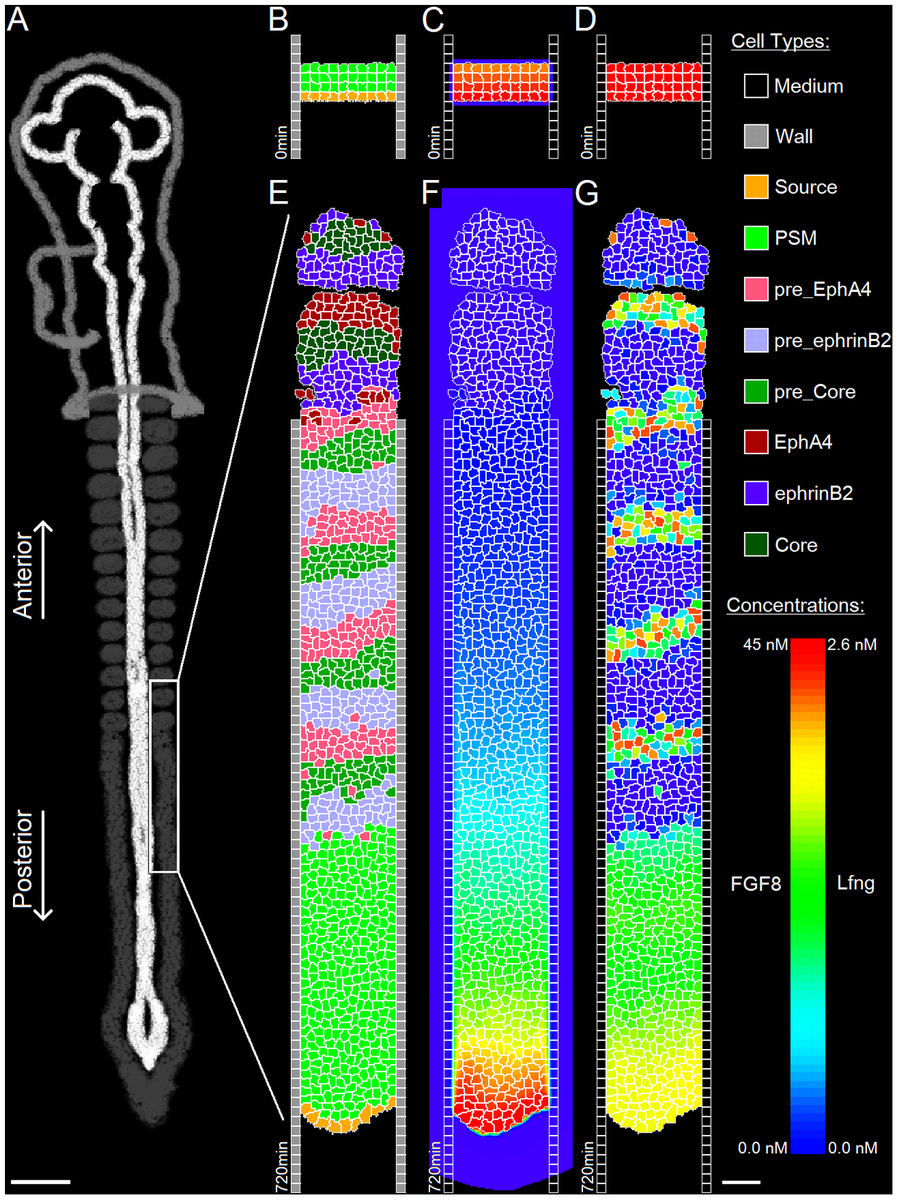 A Multi-cell, Multi-scale Model of Vertebrate Segmentation and Somite ...
