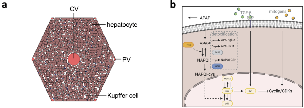 Detoxification and Liver Injury from Acetaminophen (APAP) | Morpheus