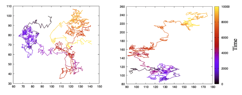 One Random Walker | Morpheus