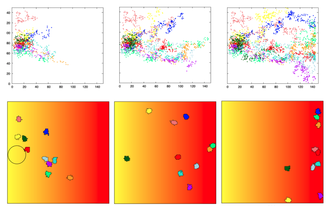 Chemotaxis | Morpheus